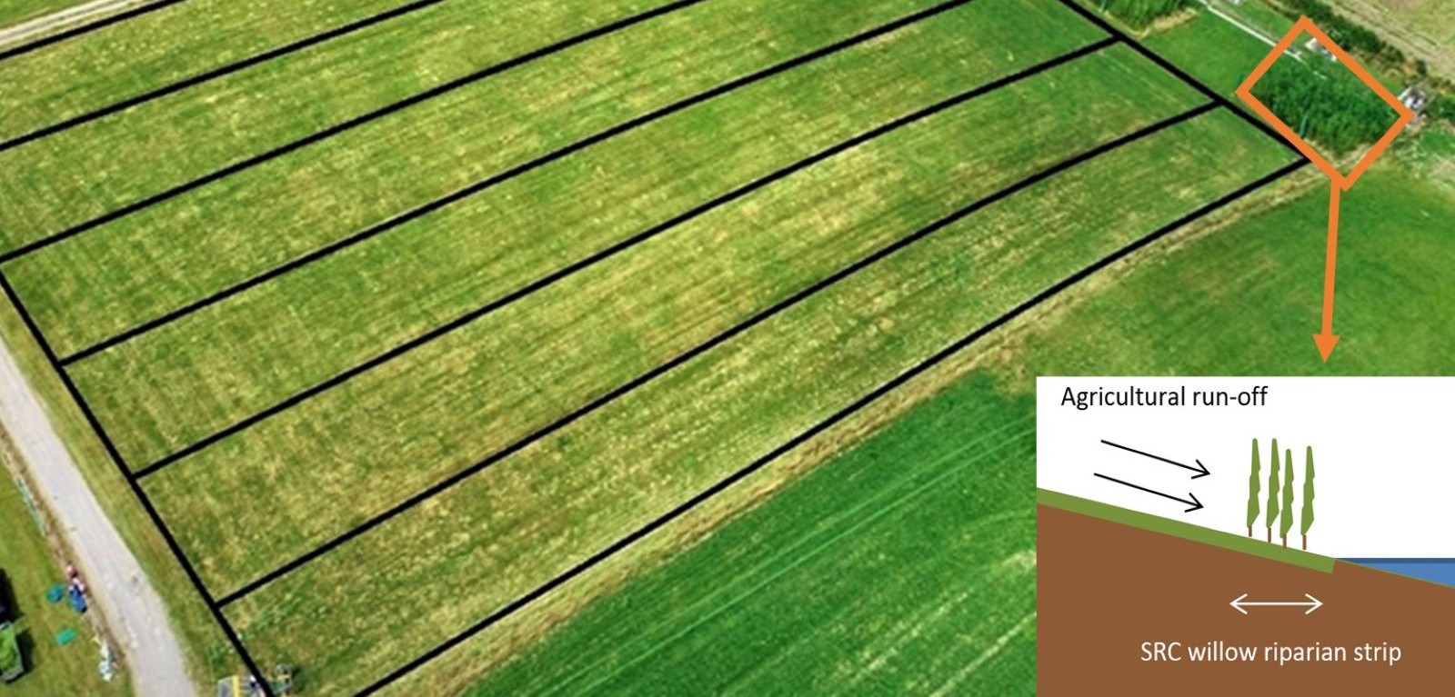 Queen’s research shows willow buffers reduce the environmental ...